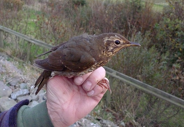 Details : Siberian Thrush - BirdGuides