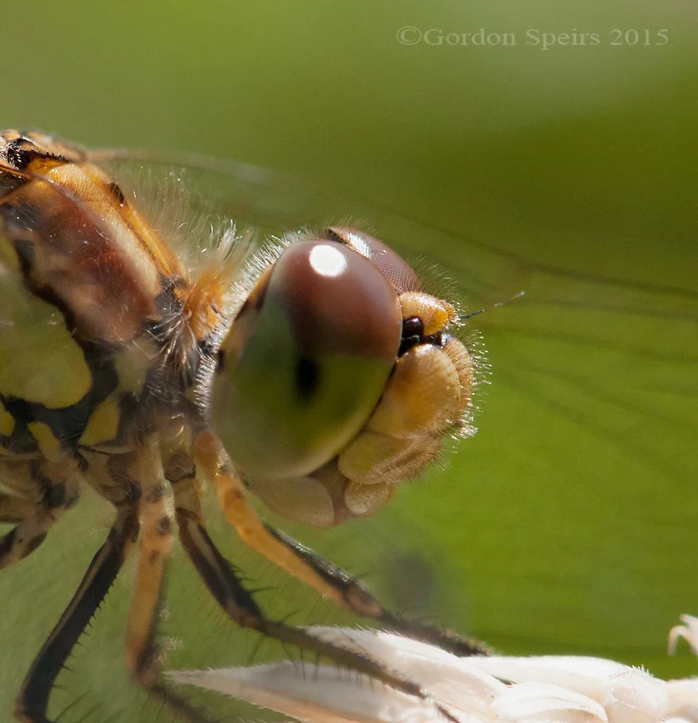 Details : Yellow-winged Darter - BirdGuides