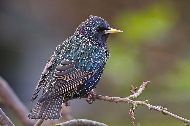 Details : Common Starling - BirdGuides