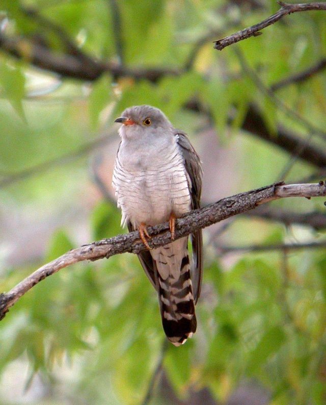 Details : African Cuckoo - BirdGuides