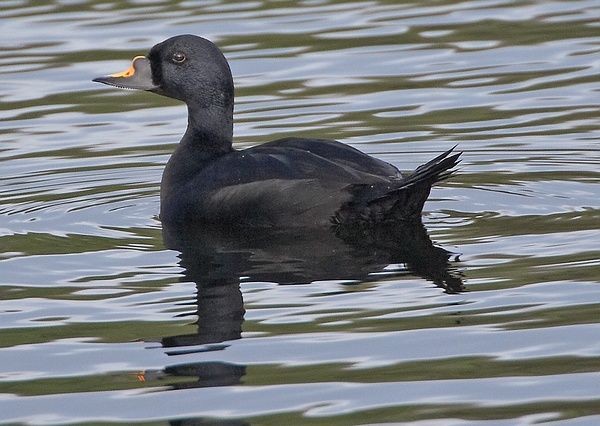 Details : Common Scoter - BirdGuides