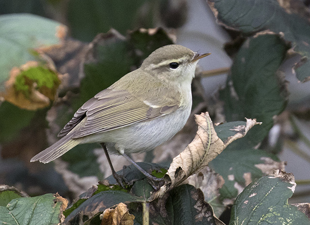 Details : Greenish Warbler - BirdGuides