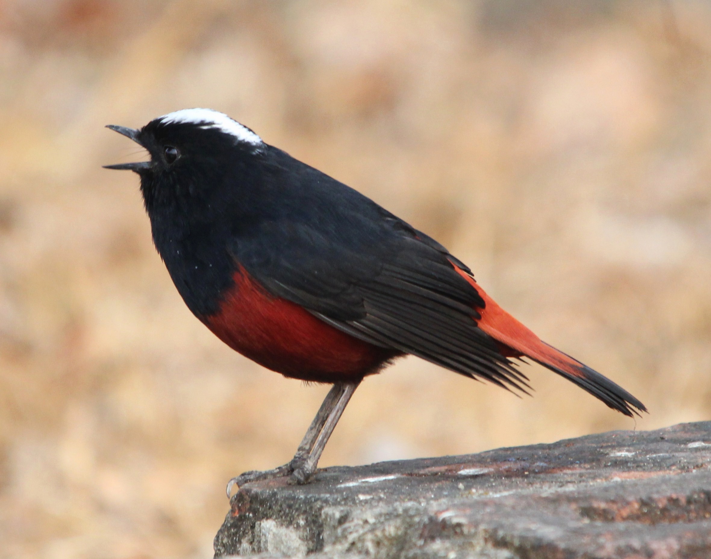 Details : White-capped Redstart - BirdGuides