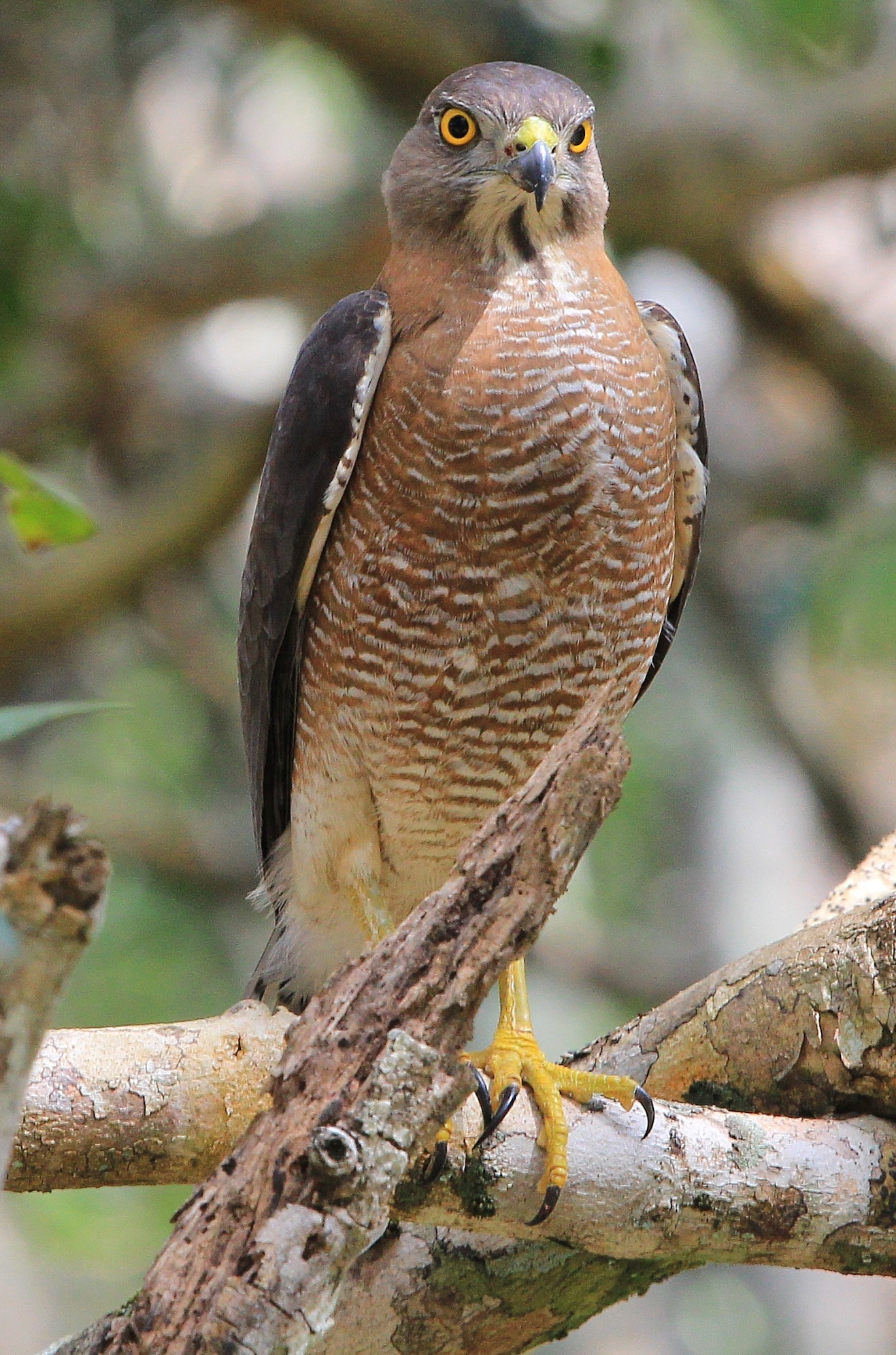 Details : Shikra - BirdGuides