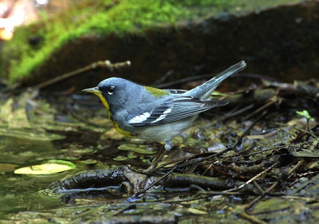 Details : Northern Parula - BirdGuides
