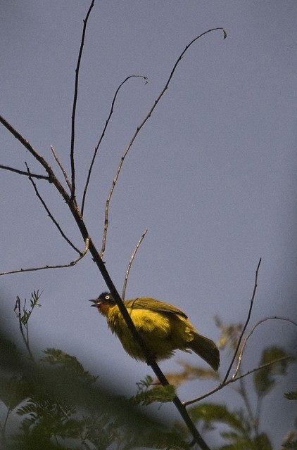 Details : Flame-throated Bulbul - BirdGuides