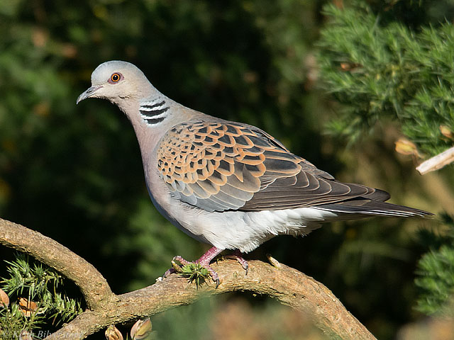 Details : European Turtle Dove - BirdGuides