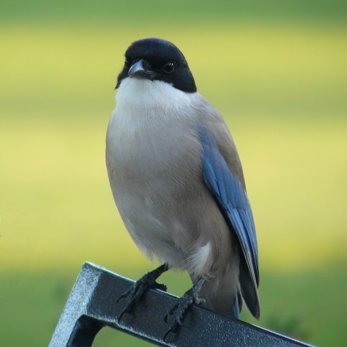 Details : Azure-winged Magpie - BirdGuides