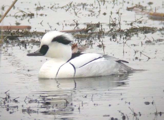 Details : Smew - BirdGuides
