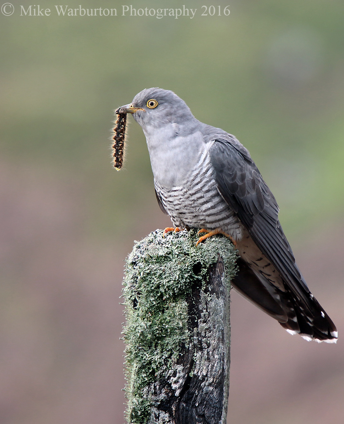 Common Cuckoo by Mike Warburton - BirdGuides