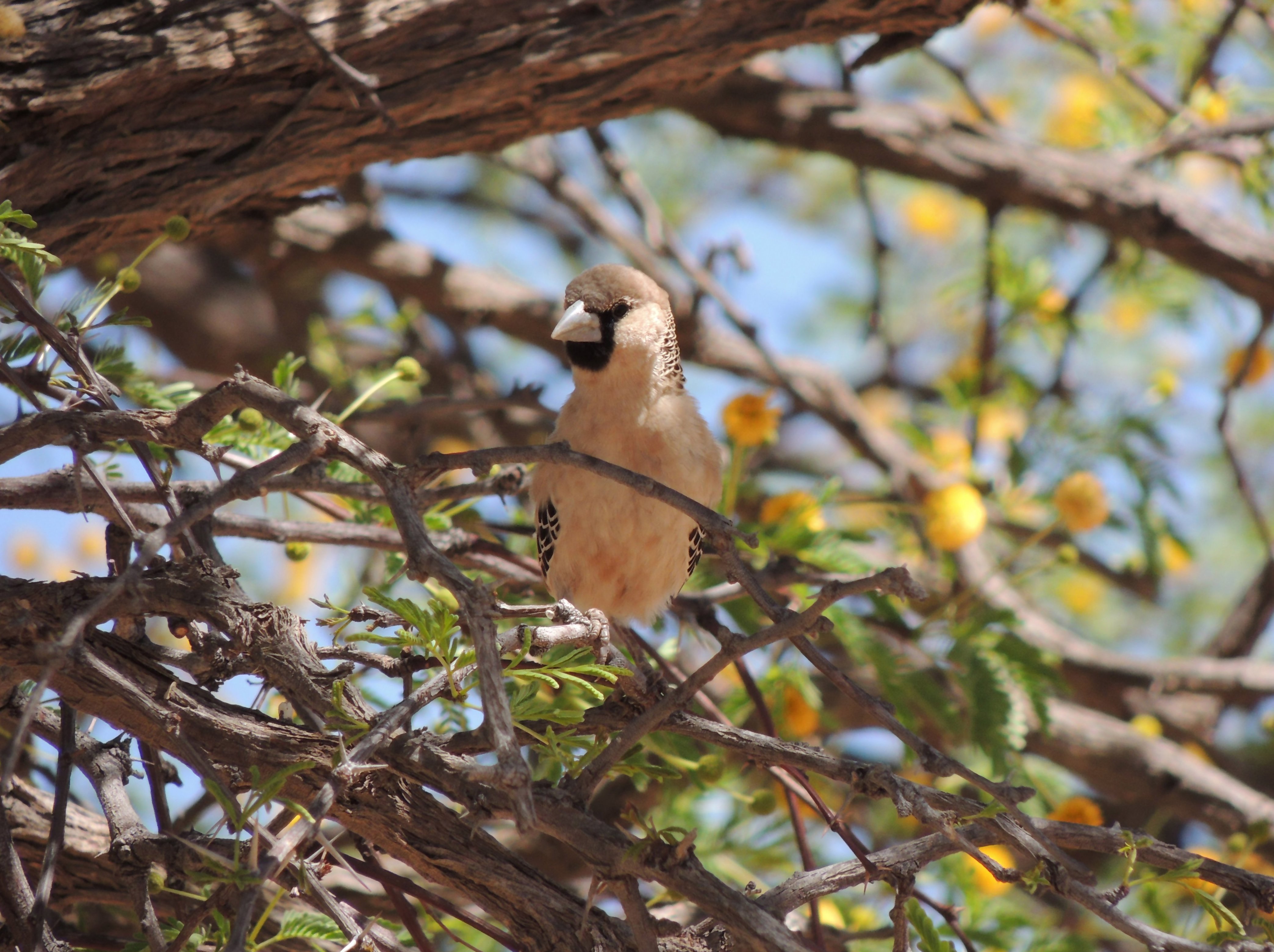 Details : Sociable Weaver - BirdGuides