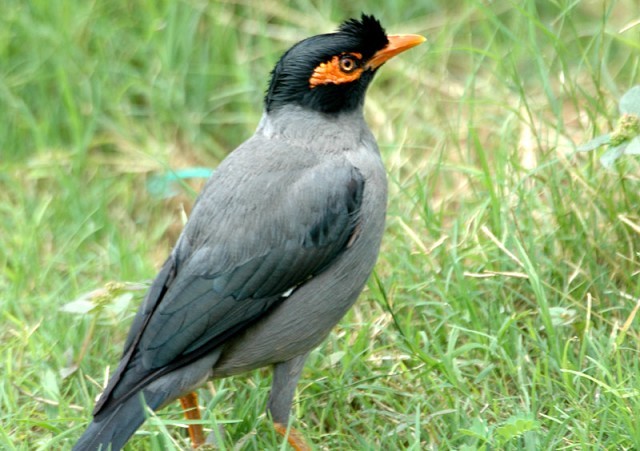 Details : Bank Myna - BirdGuides