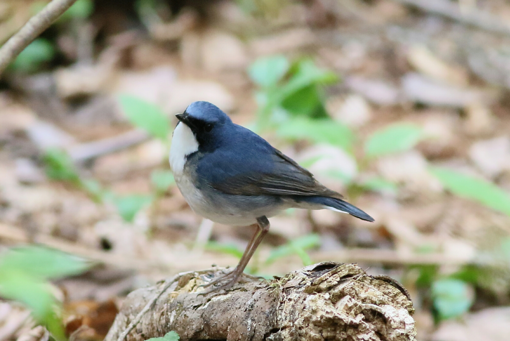 Details : Siberian Blue Robin - BirdGuides