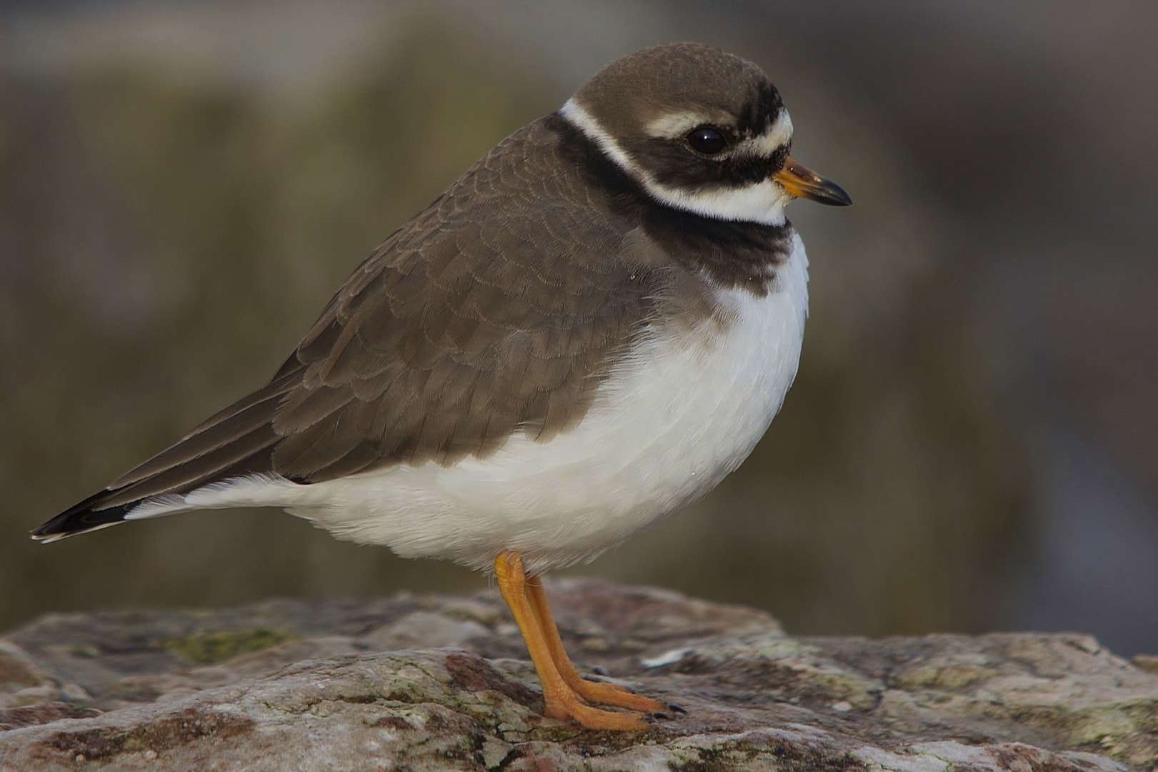Ringed Plover by Mr Clive Daelman - BirdGuides