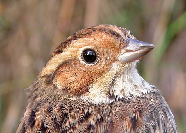 Details : Little Bunting - BirdGuides