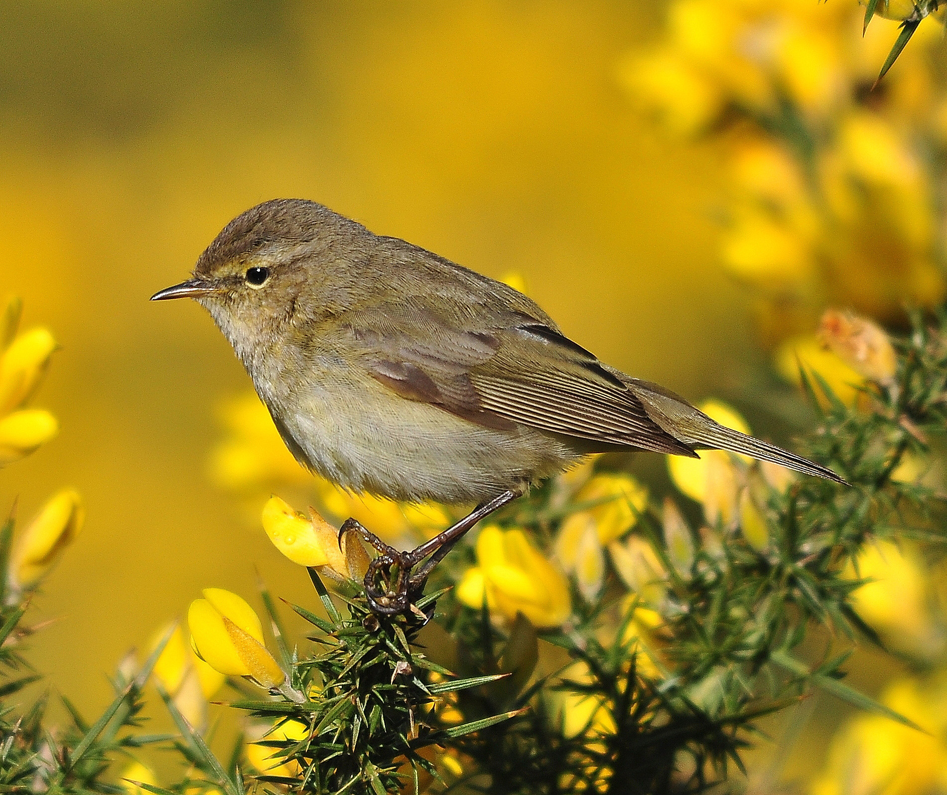 Details : Common Chiffchaff - BirdGuides