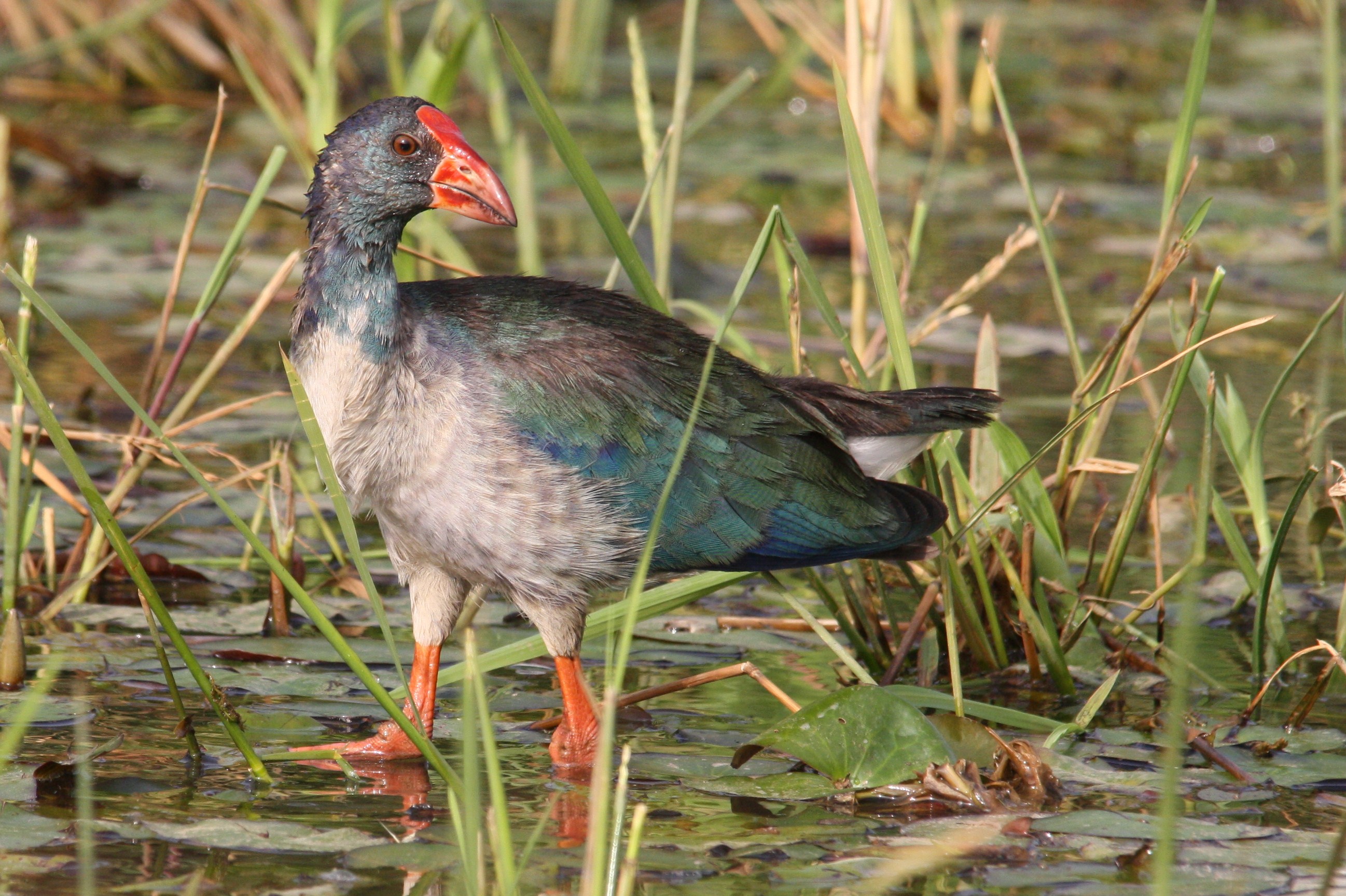 Details : African Swamphen - BirdGuides
