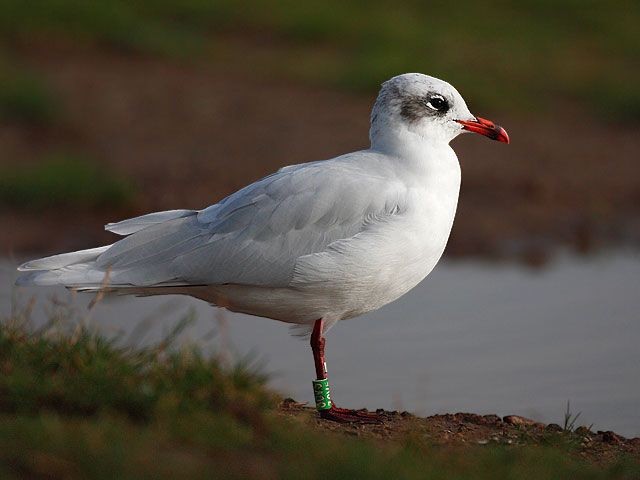 Details : Mediterranean Gull - BirdGuides