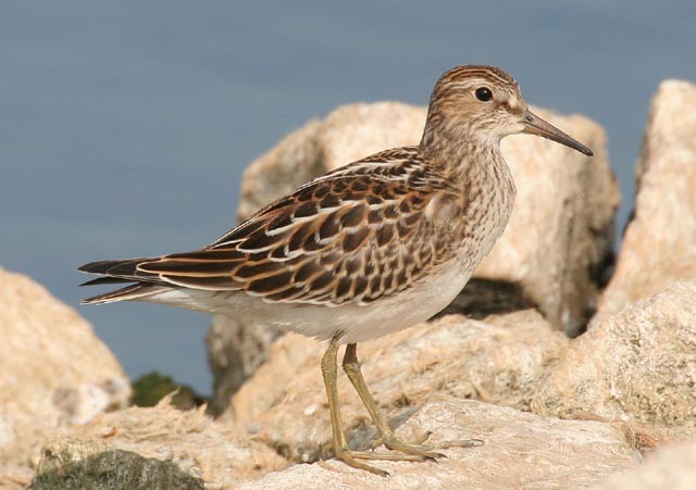 Details : Pectoral Sandpiper - BirdGuides