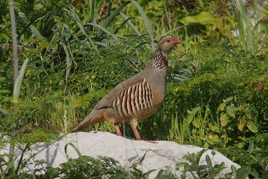 Details : Barbary Partridge - BirdGuides
