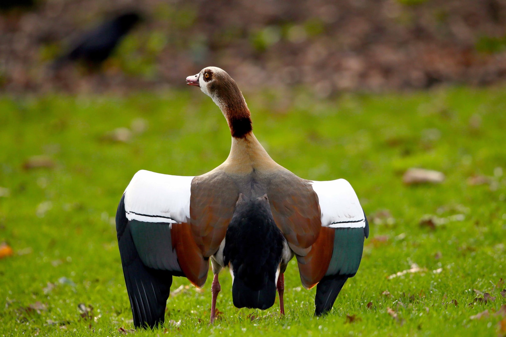 Egyptian Goose by Narainsamy Ramen - BirdGuides
