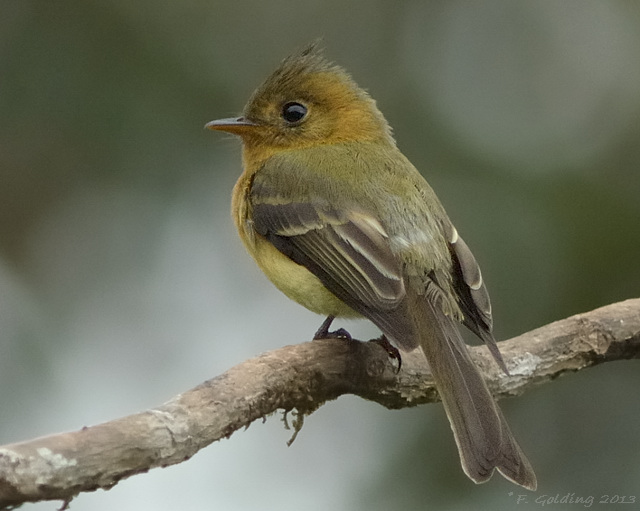 Details : Northern Tufted Flycatcher - BirdGuides