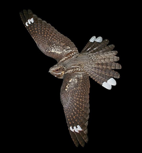 European Nightjar by Paul_Leafe - BirdGuides