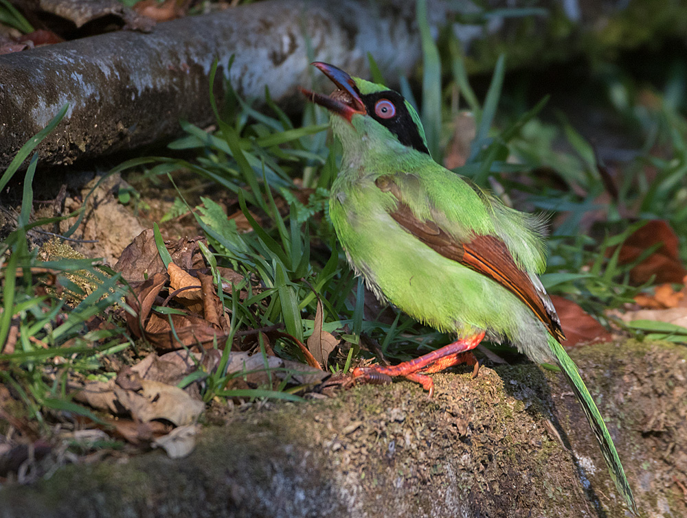 Details : Common Green Magpie - BirdGuides