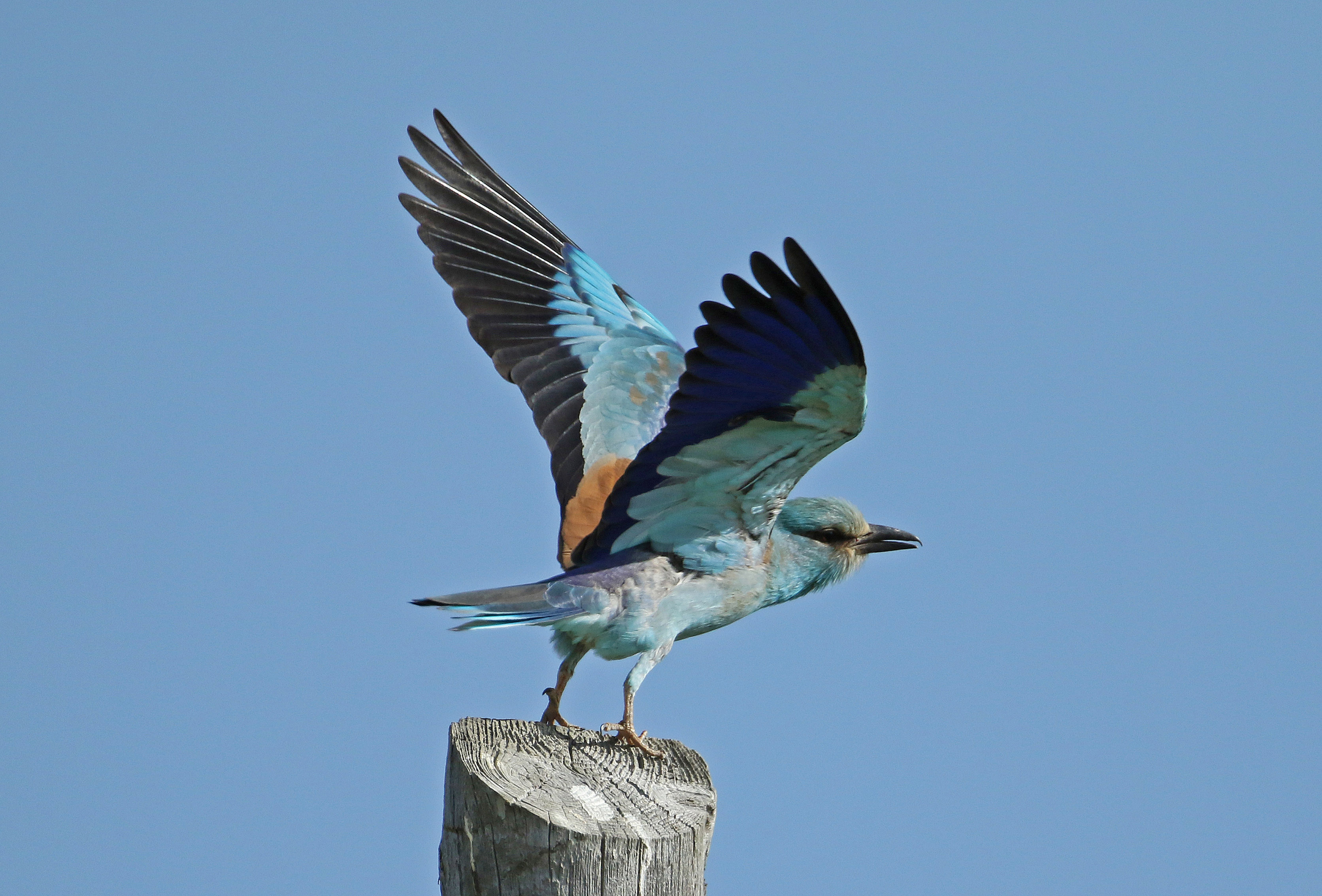 Details : European Roller - BirdGuides