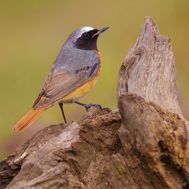 Details : Common Redstart - BirdGuides