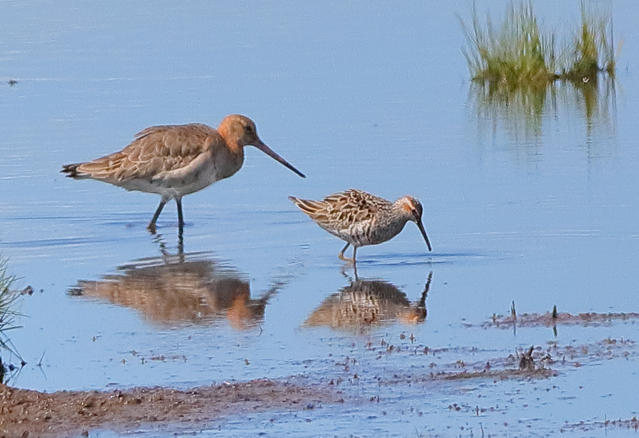Stilt Sandpiper by Mike Trew - BirdGuides