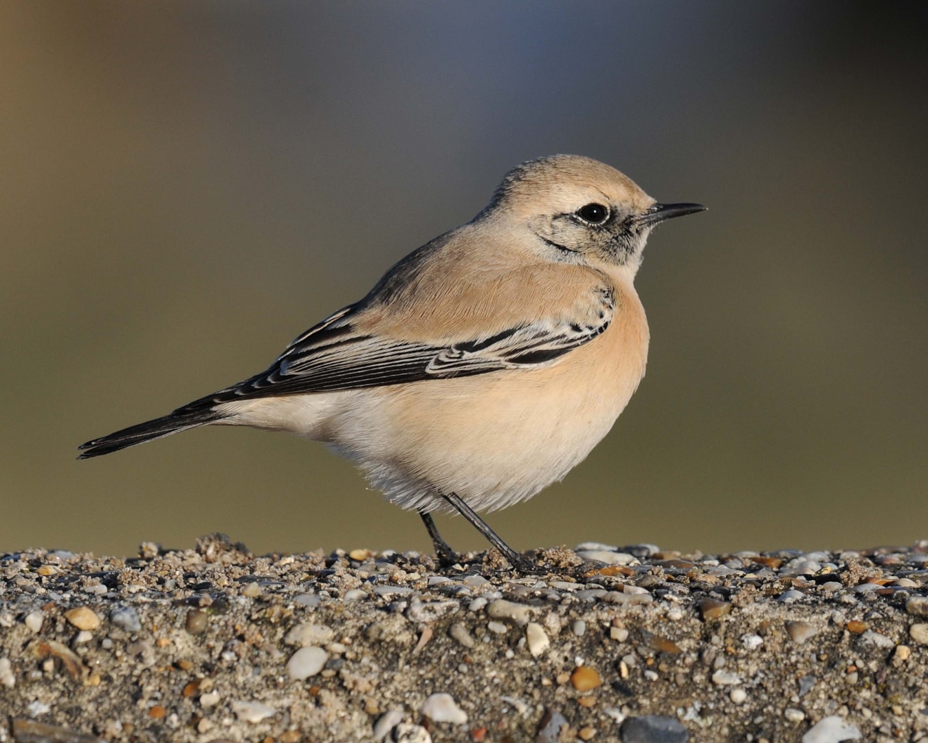 Desert Wheatear by Nick Appleton - BirdGuides