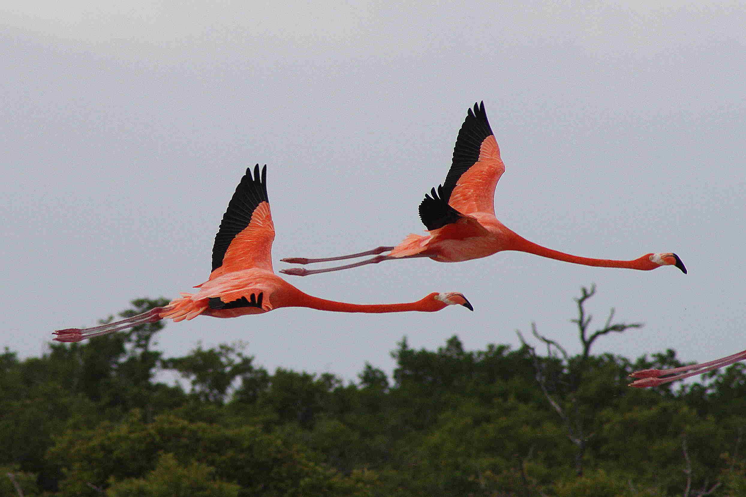 Flamingo 'friendships' revealed by scientists - BirdGuides