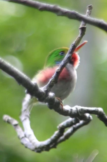 Details : Todies - BirdGuides