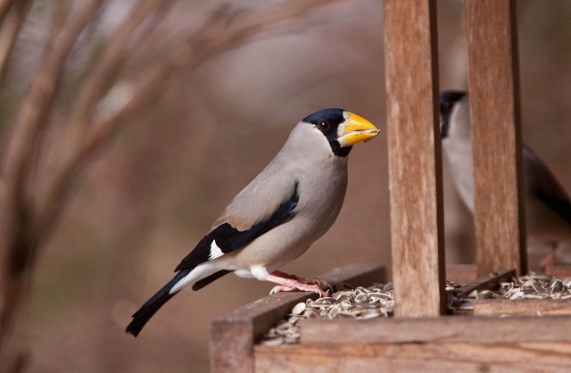 Details : Japanese Grosbeak - BirdGuides