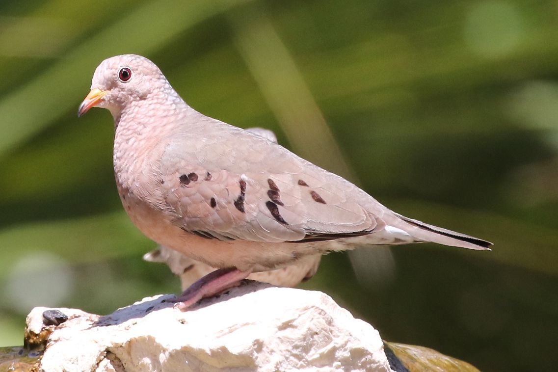 Details : Common Ground Dove - BirdGuides