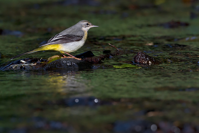 St Martin's Birdwatching Site - BirdGuides