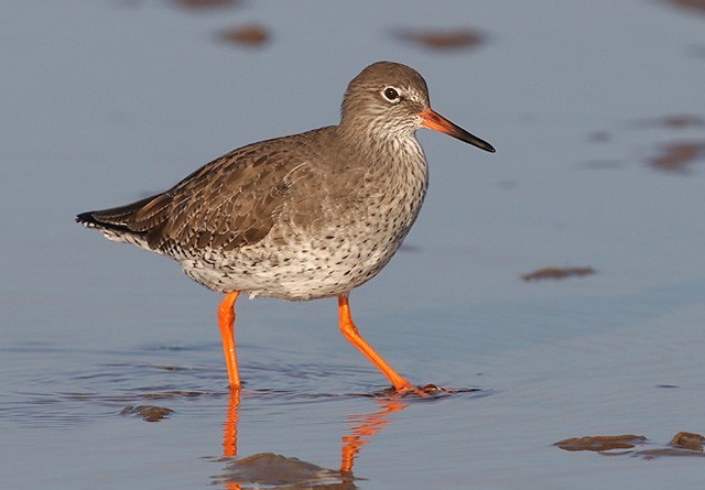 Details : Common Redshank - BirdGuides