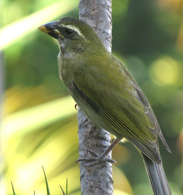 Lesser Antillean Saltator by Nick Smith - BirdGuides