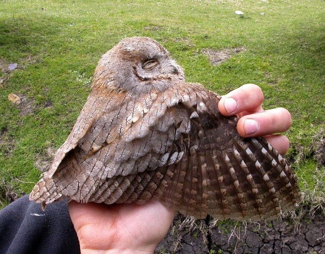 Details : Eurasian Scops Owl - BirdGuides