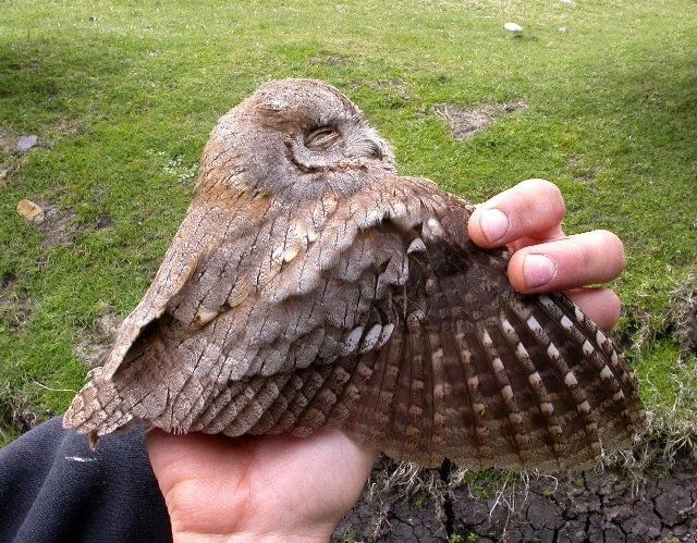 Details : Eurasian Scops Owl - BirdGuides