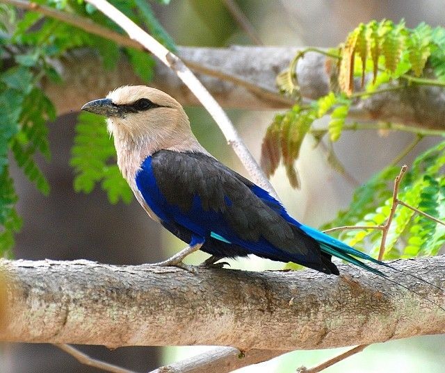 Details : Blue-bellied Roller - BirdGuides
