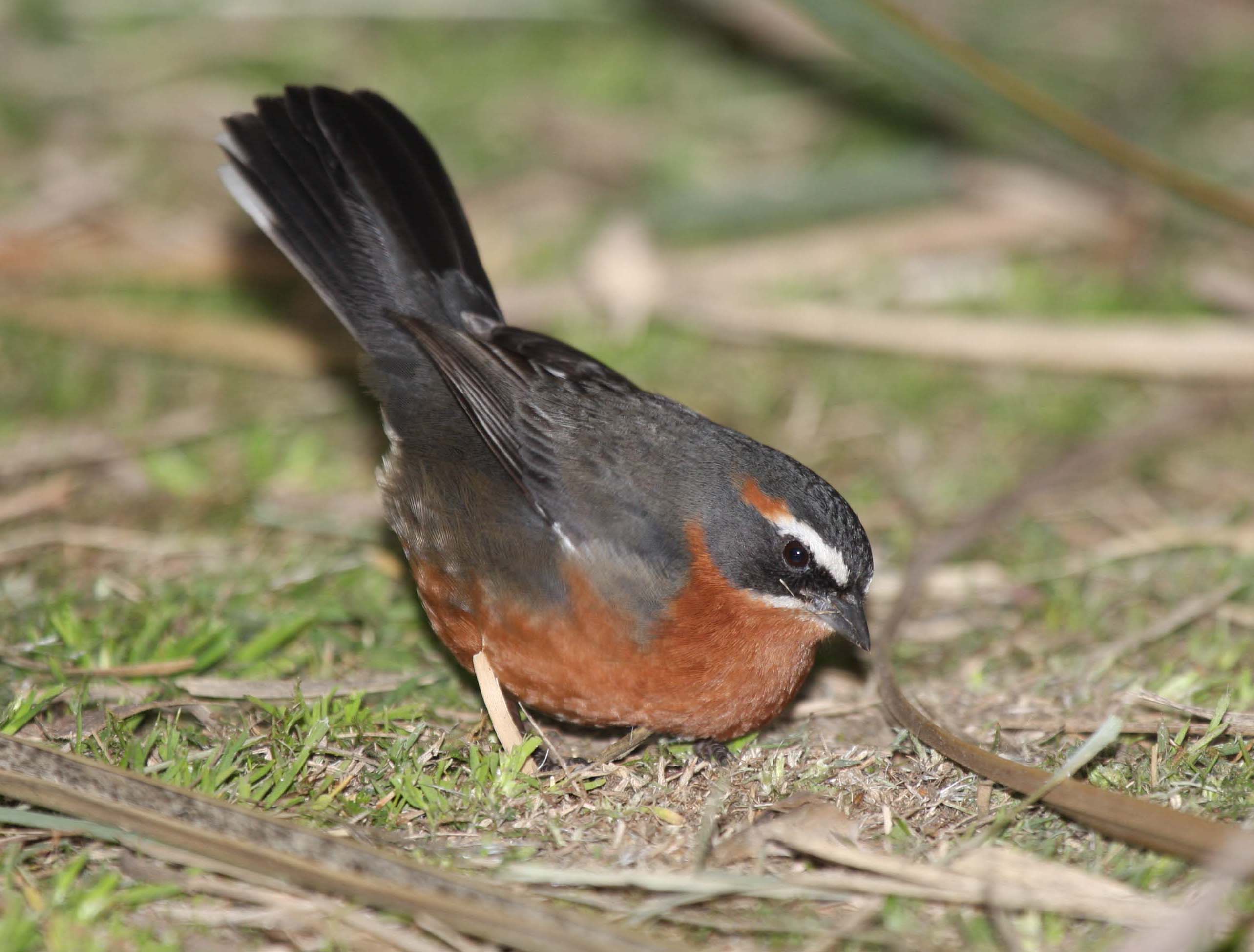 Details : Black-and-rufous Warbling Finch - BirdGuides