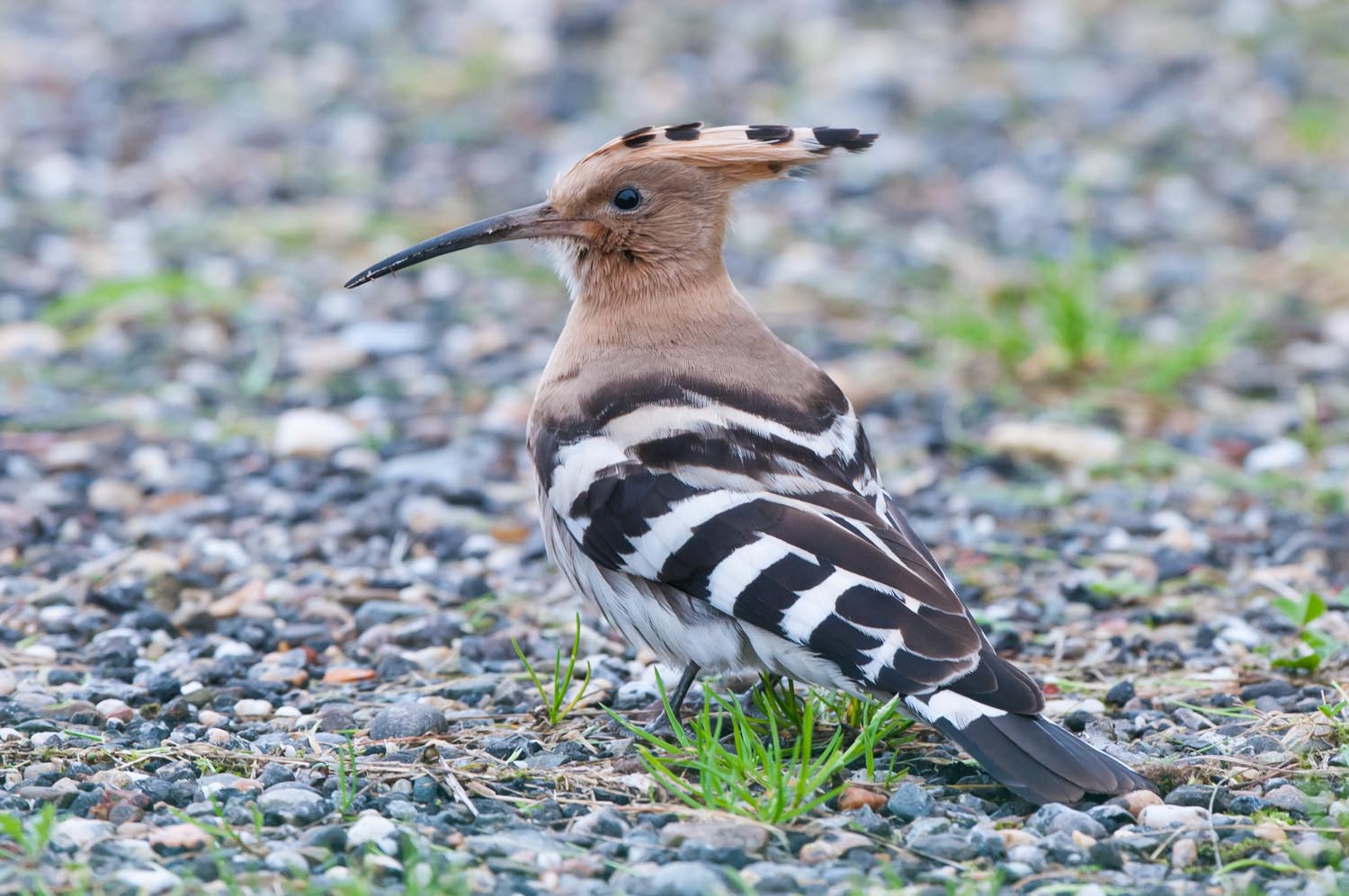 Details : Hoopoe - BirdGuides