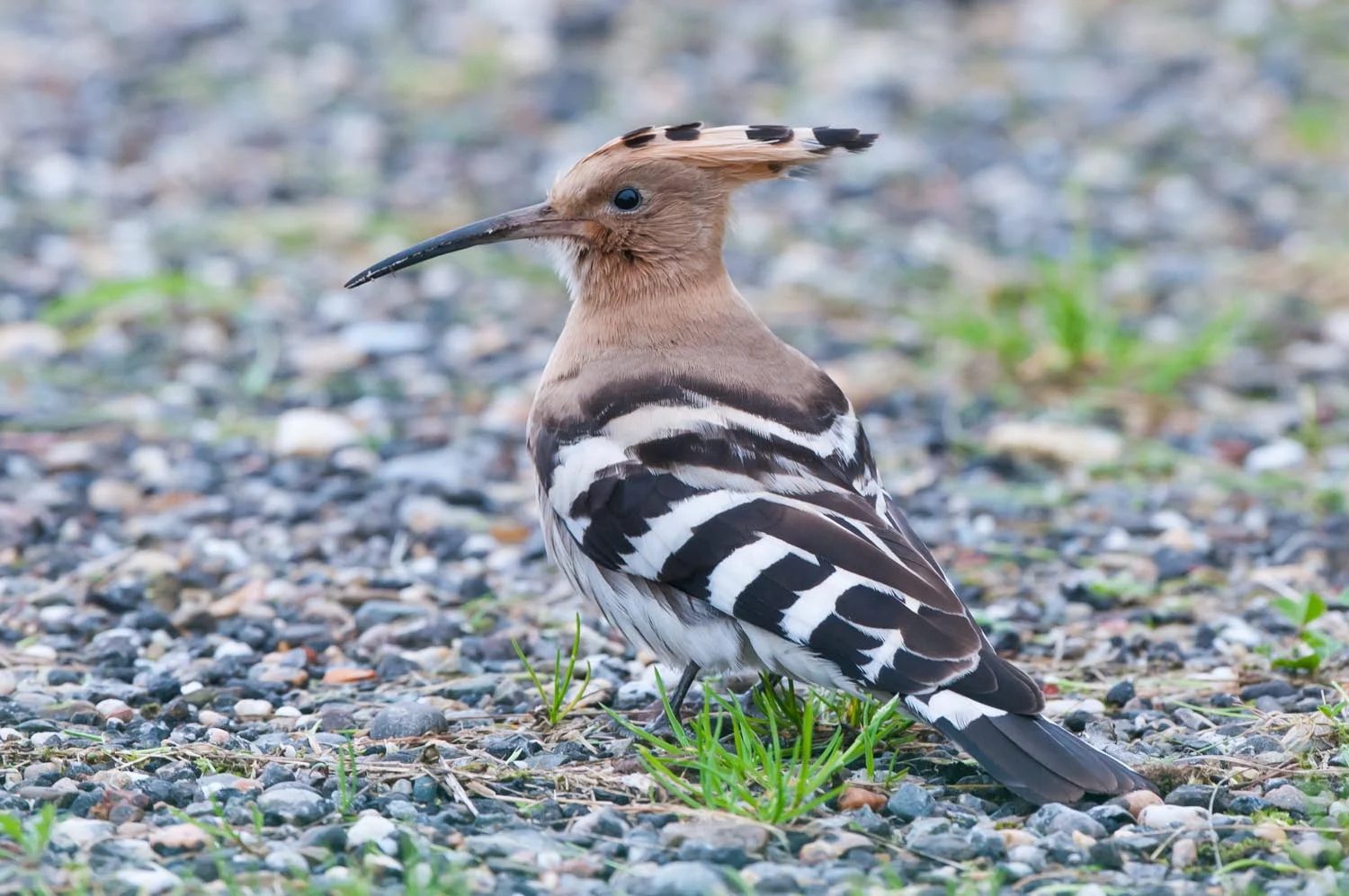 Details : Hoopoe - BirdGuides