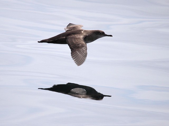 Details : Balearic Shearwater - BirdGuides