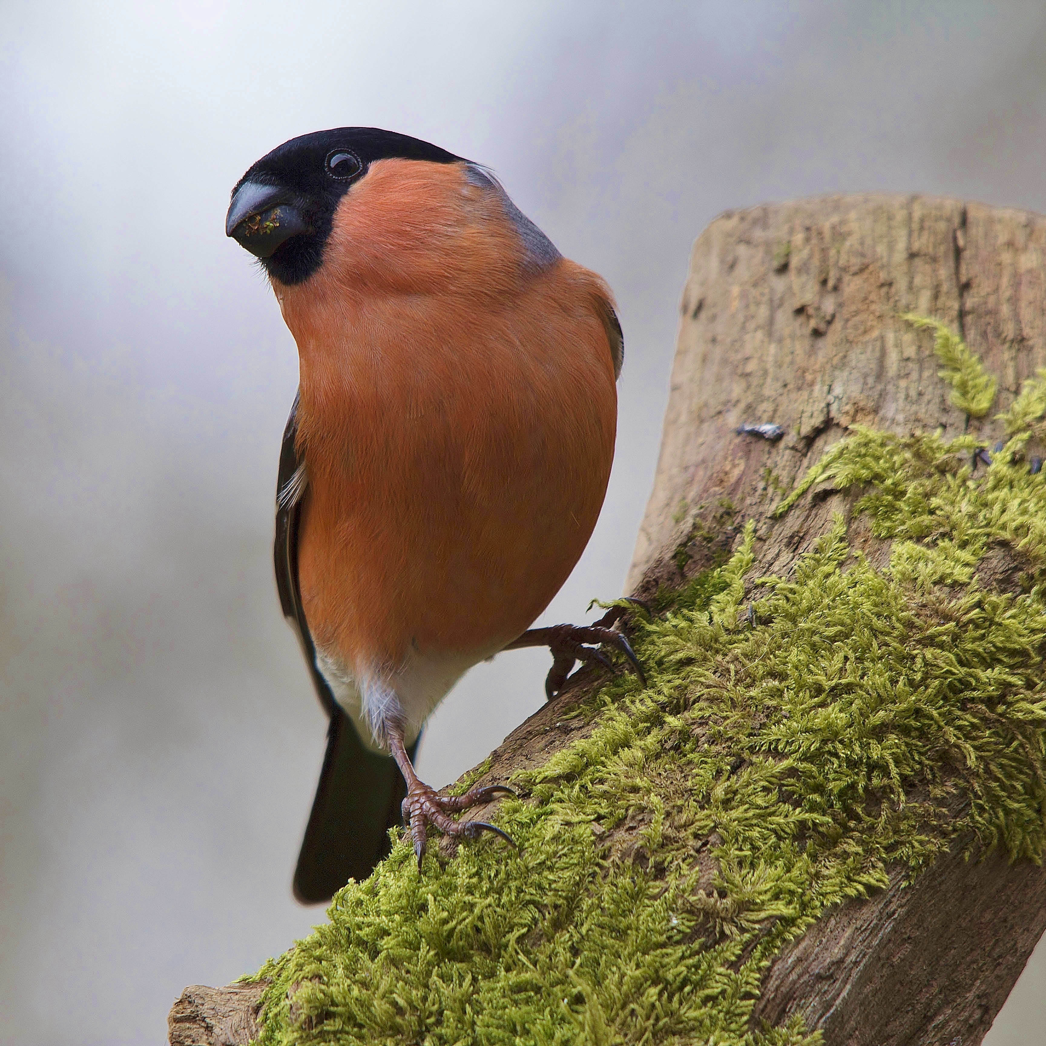 Details : Eurasian Bullfinch - BirdGuides