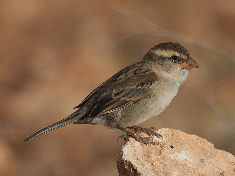 Details : Iago Sparrow - BirdGuides