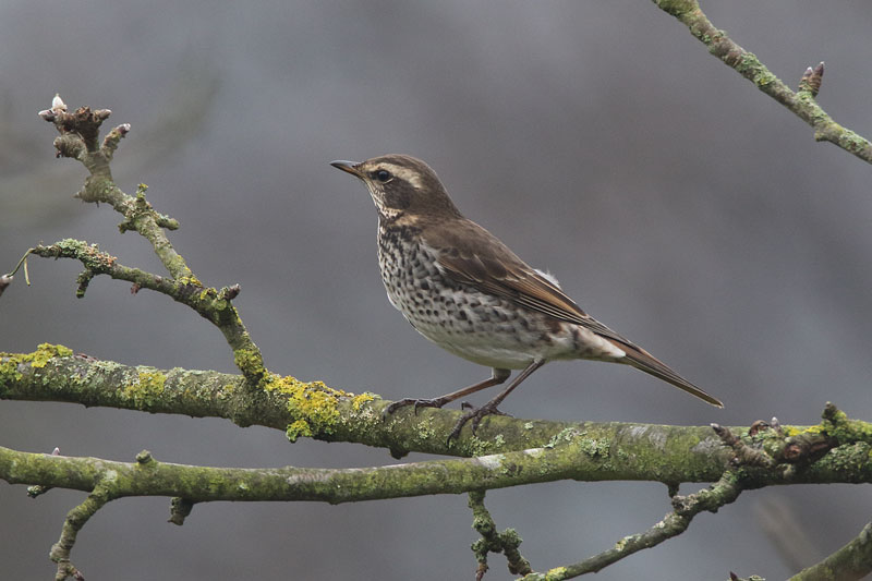 Details : Dusky Thrush - BirdGuides