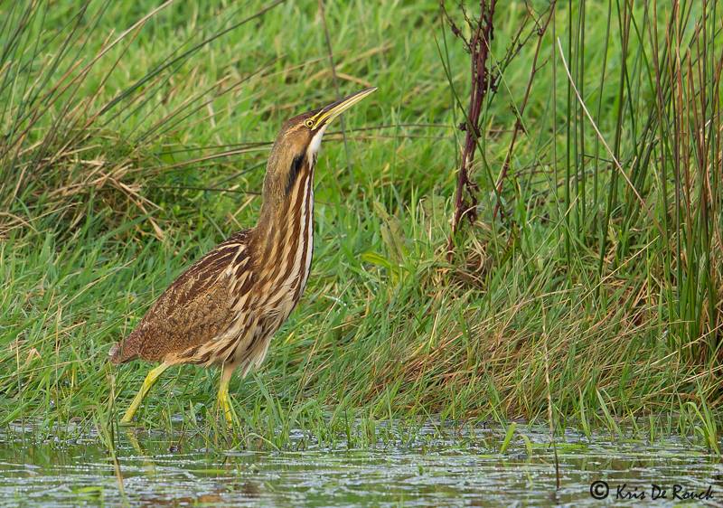Details : American Bittern - BirdGuides